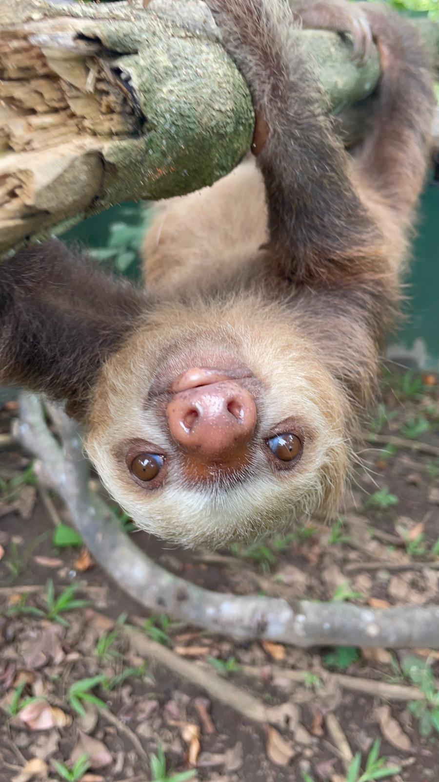 Volunteer Abroad Sloth Sanctuary Program in Costa Rica Escazu - Blog News
